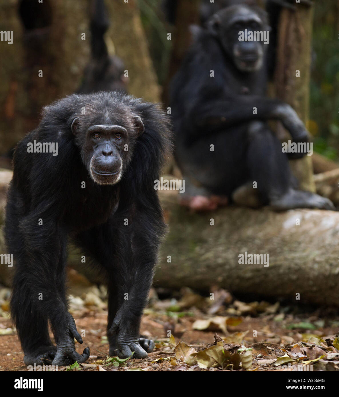 Chimp in a tree hi-res stock photography and images - Alamy