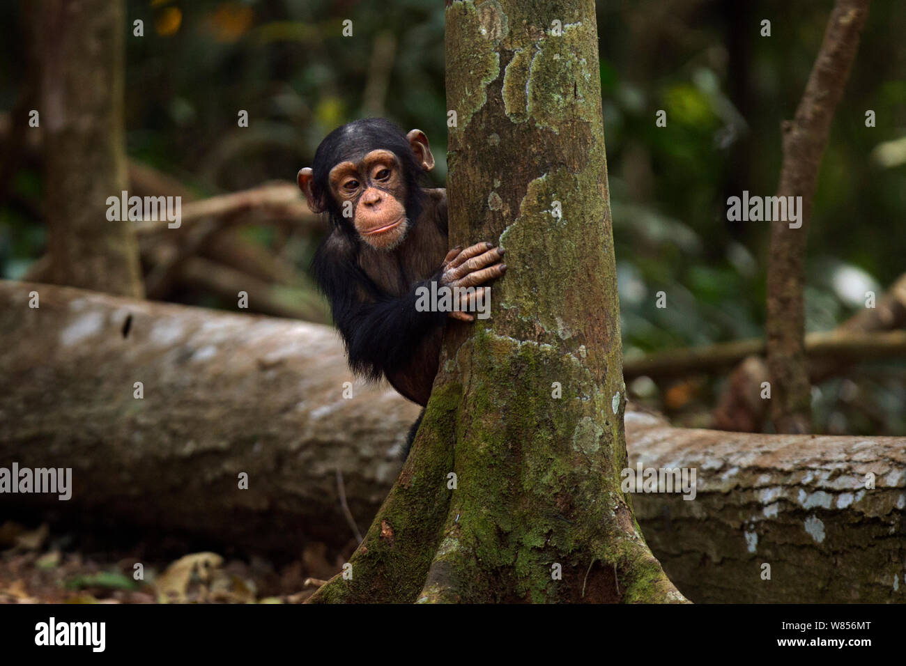 Western chimpanzee (Pan troglodytes verus) infant male 'Flanle' aged 3 ...