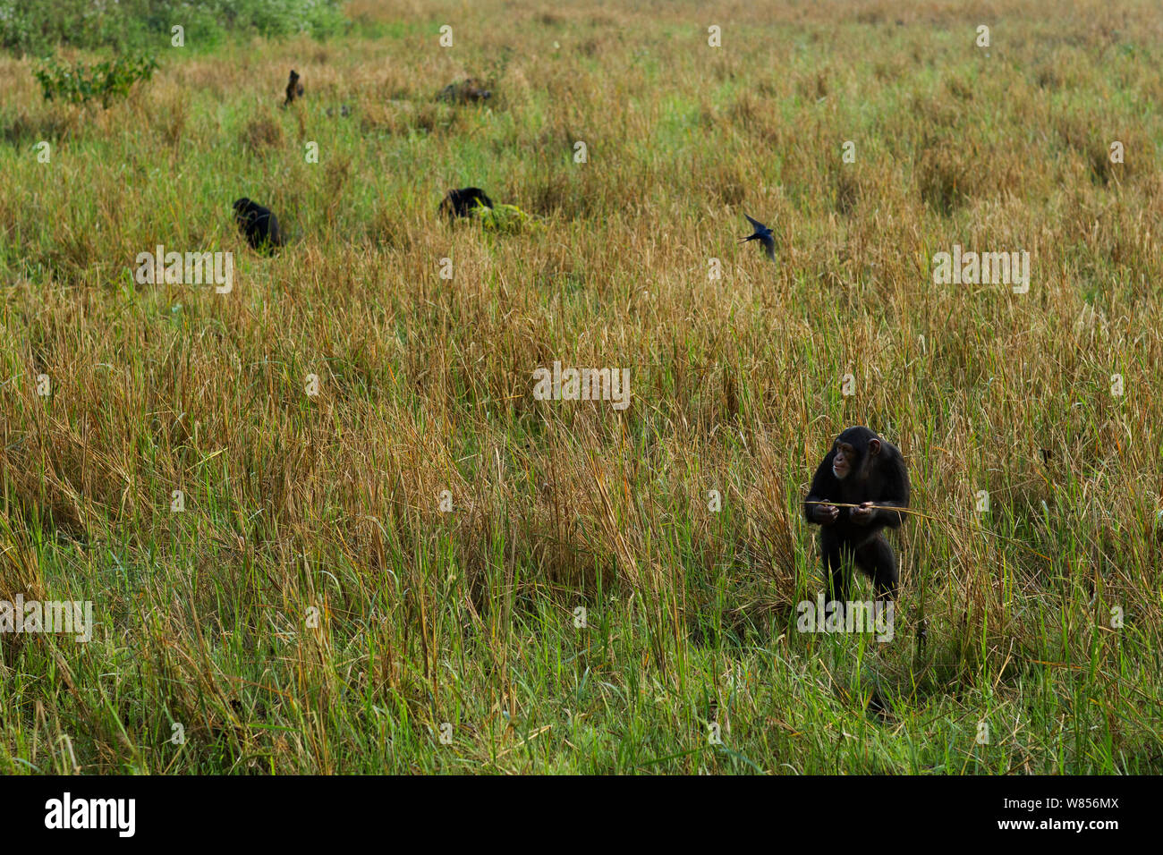 Africa young female chimpanzee standing hi-res stock photography and ...