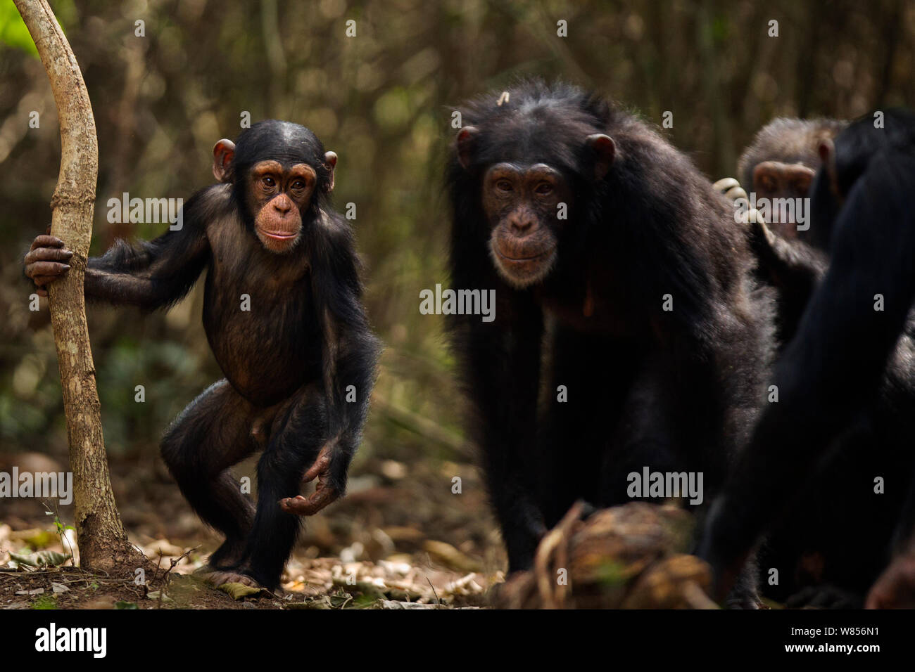 Chimps grooming hi-res stock photography and images - Alamy