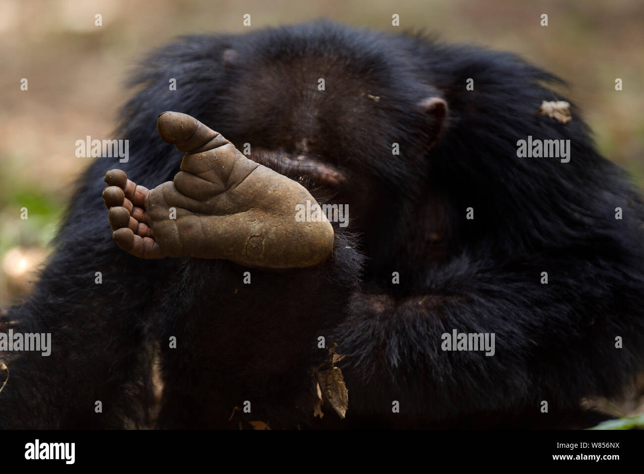 Chimpanzee feet hi-res stock photography and images - Alamy