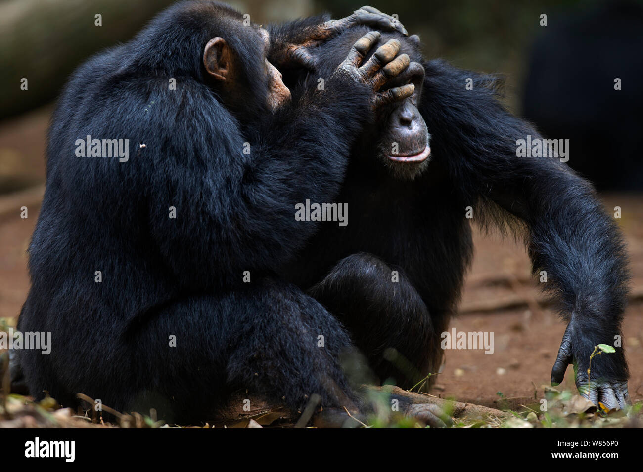 Western chimpanzee (Pan troglodytes verus) young male 'Jeje' aged 13 ...