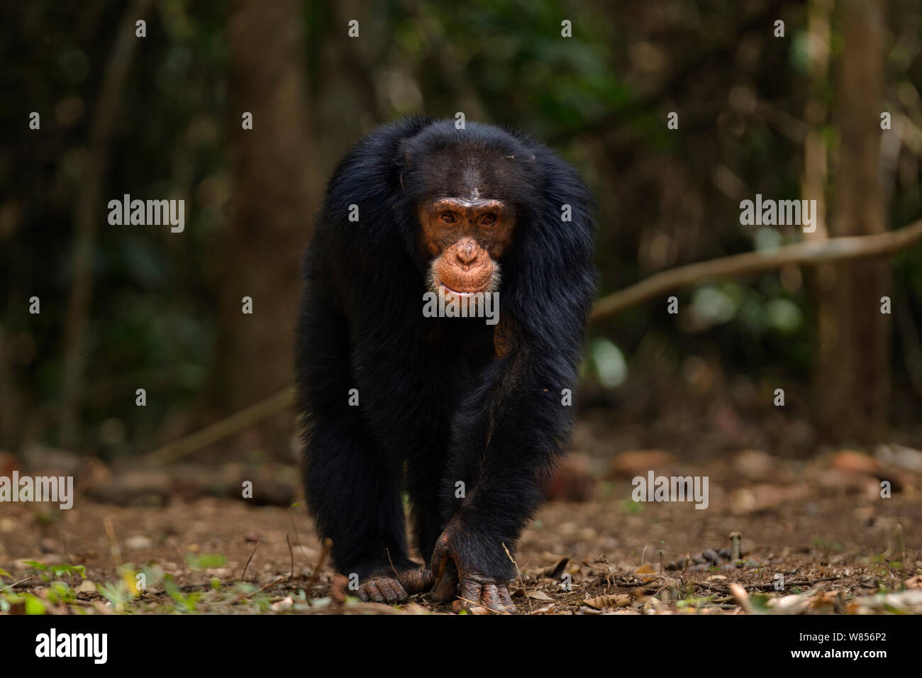 Young chimp head hi-res stock photography and images - Alamy