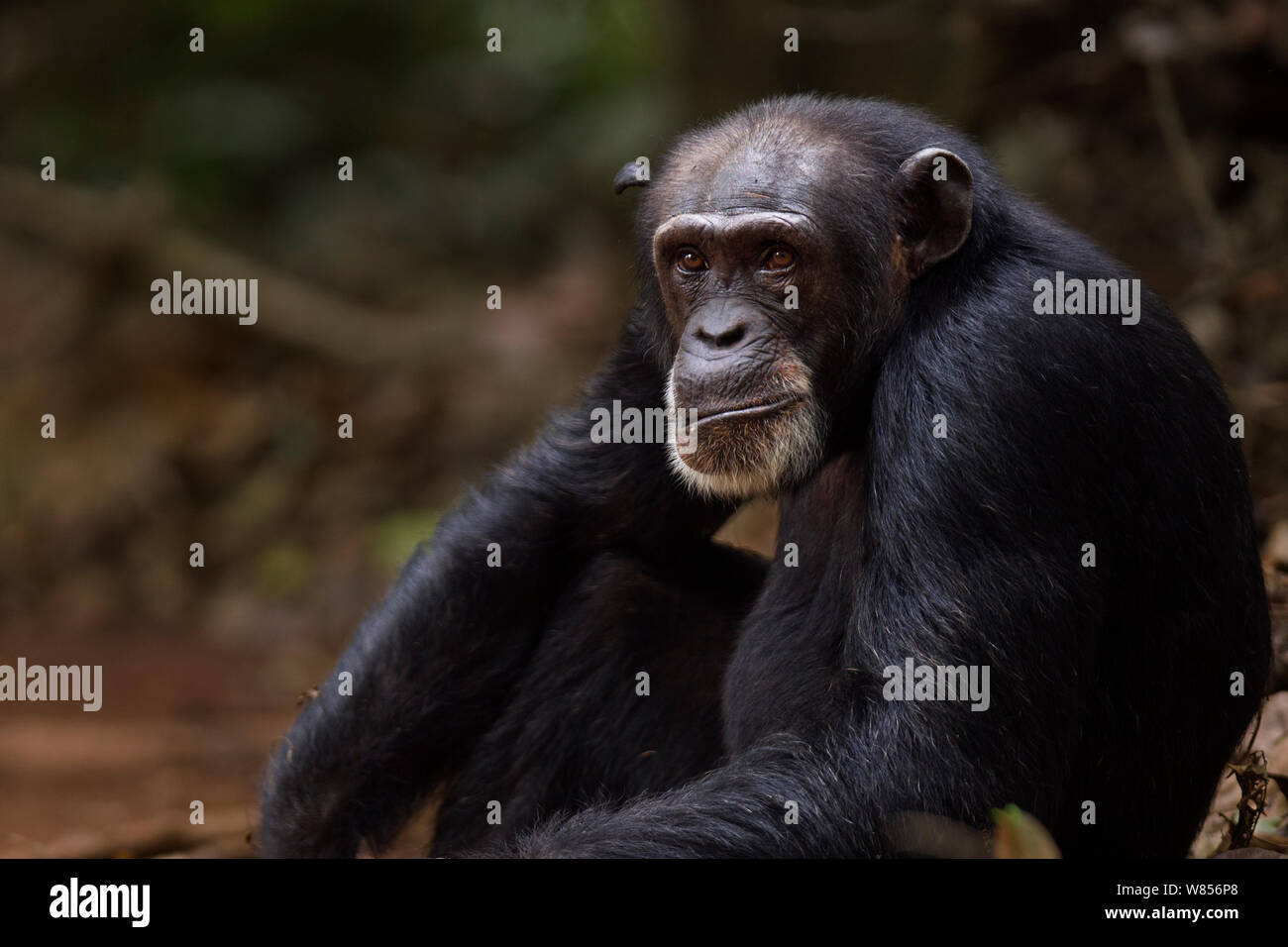Nimba hi-res stock photography and images - Alamy