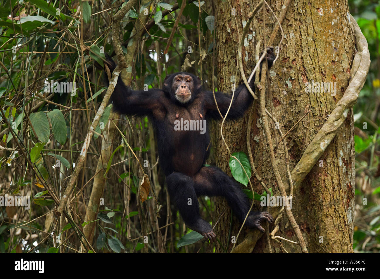 Western chimpanzee (Pan troglodytes verus) female 'Fanle' aged 13 years ...