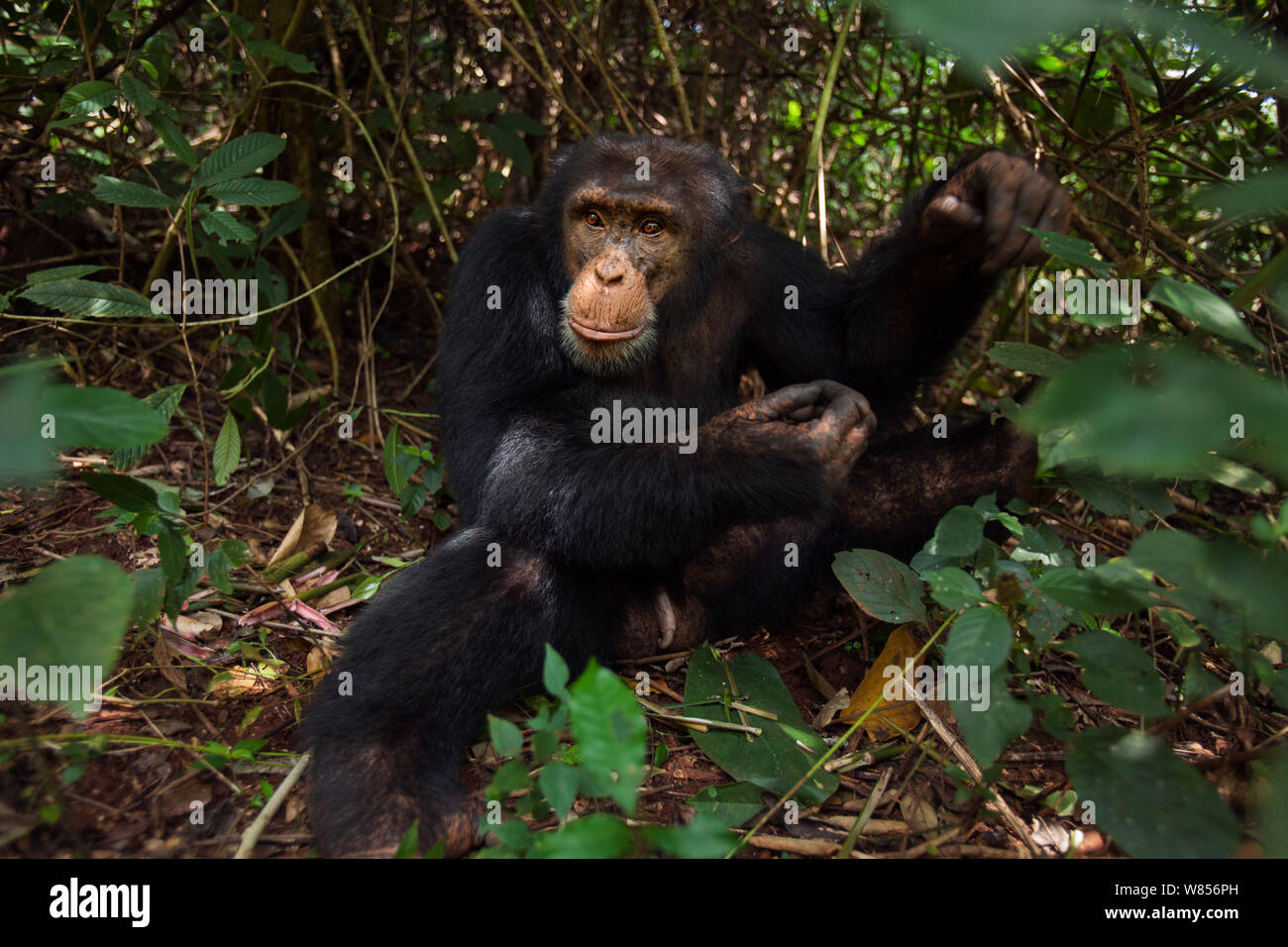 Chimp sitting in the forest hi-res stock photography and images - Alamy