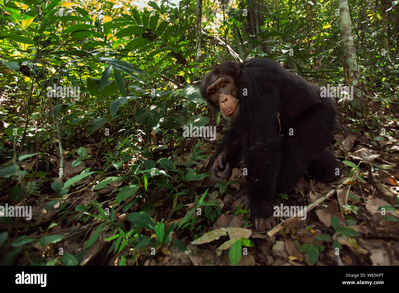 Chimp portraits hi-res stock photography and images - Alamy