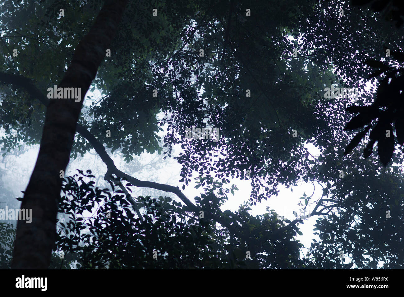 Early morning mist through canopy in Bossou Forest, Mont Nimba, Guinea ...