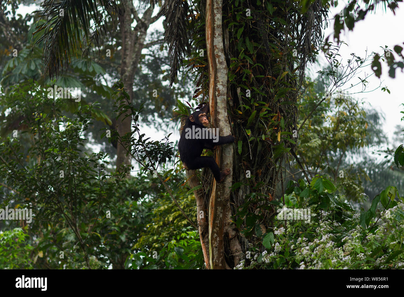 Chimp juvenile climbing tree hi-res stock photography and images - Alamy