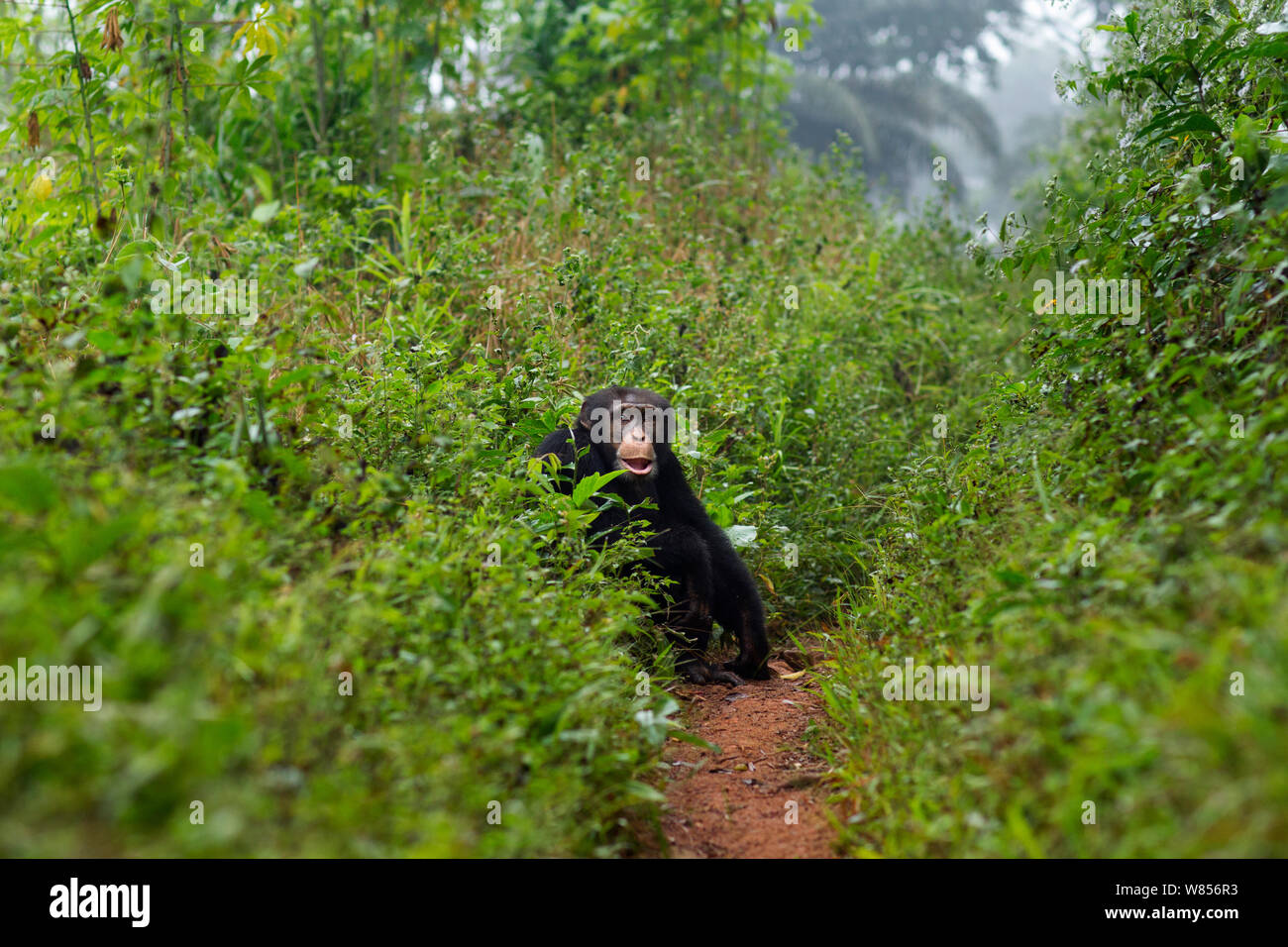 Nimba guinea hi-res stock photography and images - Alamy