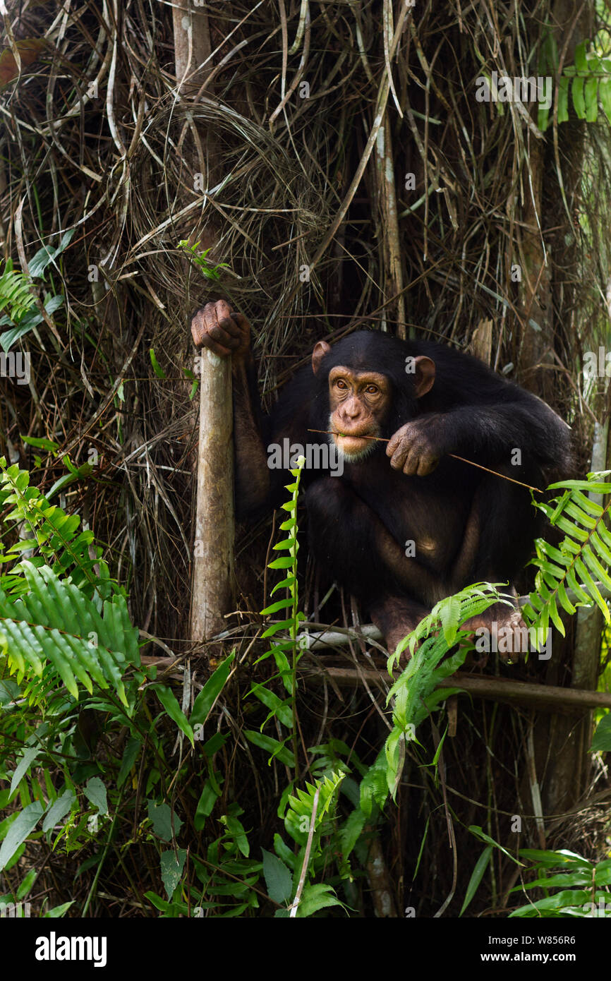 Western chimpanzee (Pan troglodytes verus) juvenile female 'Joya' aged ...