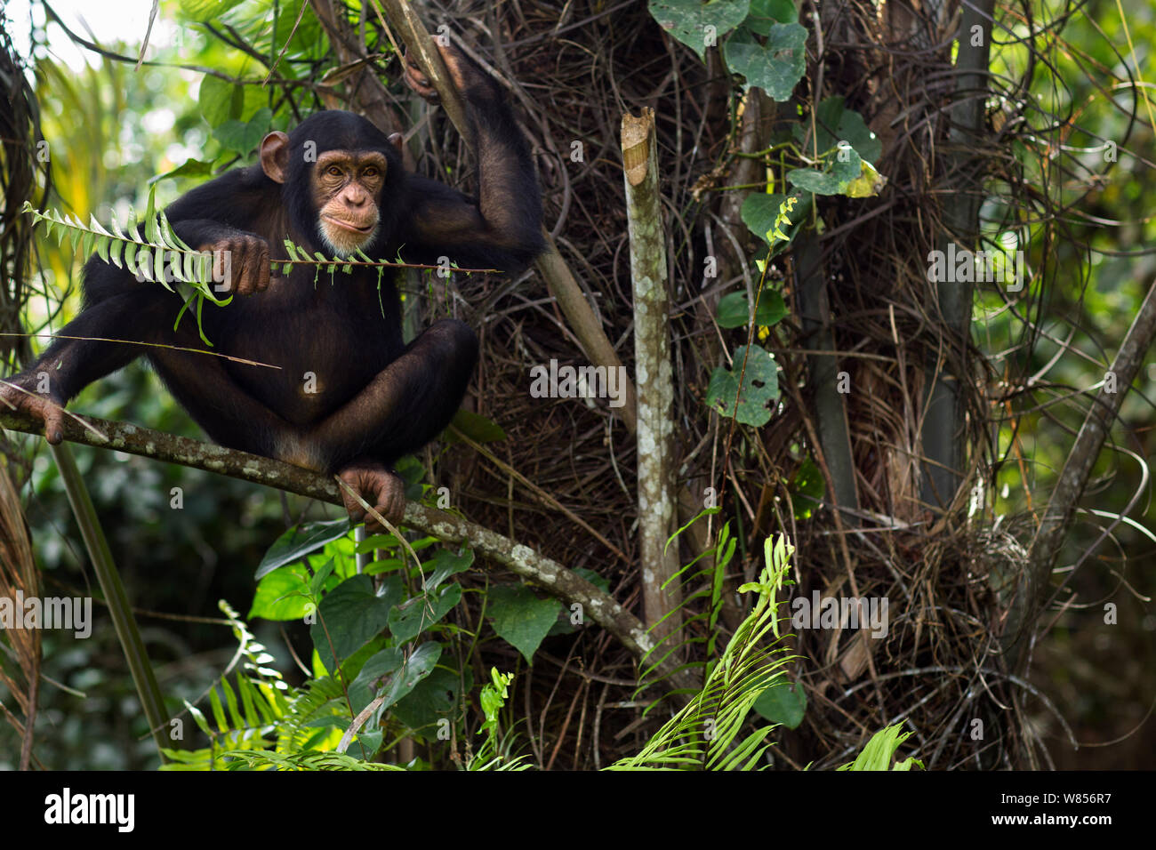 Western chimpanzee juvenile female hi-res stock photography and images ...