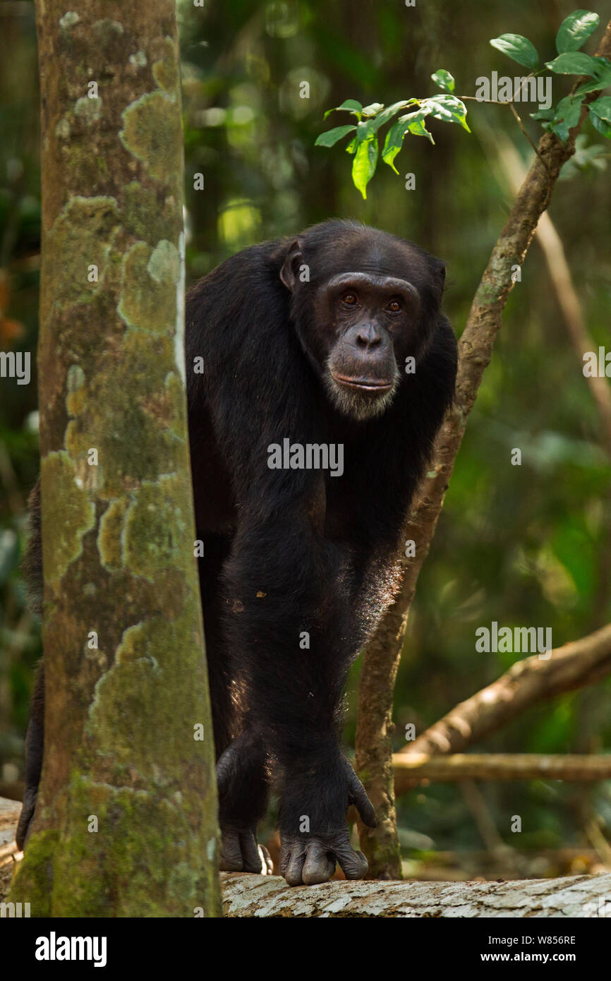 12 trunks hi-res stock photography and images - Alamy