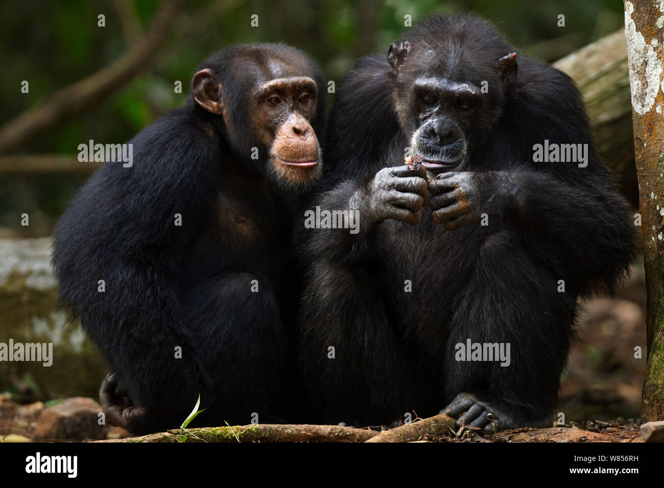 Western chimpanzee (Pan troglodytes verus) young male 'Jeje' aged 13 ...