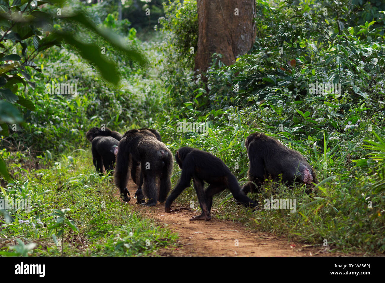 Chimpanzee troop walking hi-res stock photography and images - Alamy