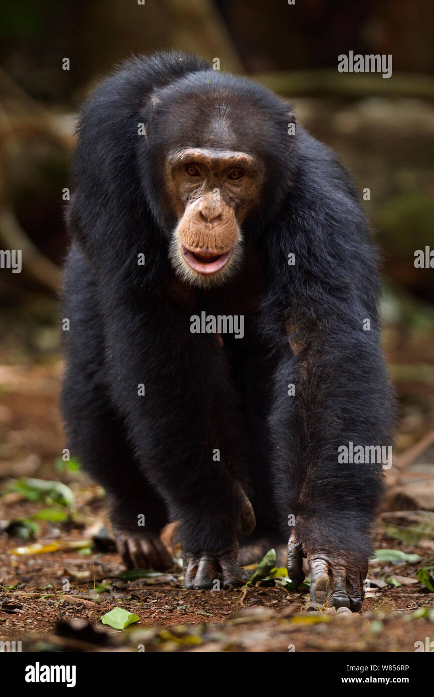 Walking chimp hi-res stock photography and images - Alamy
