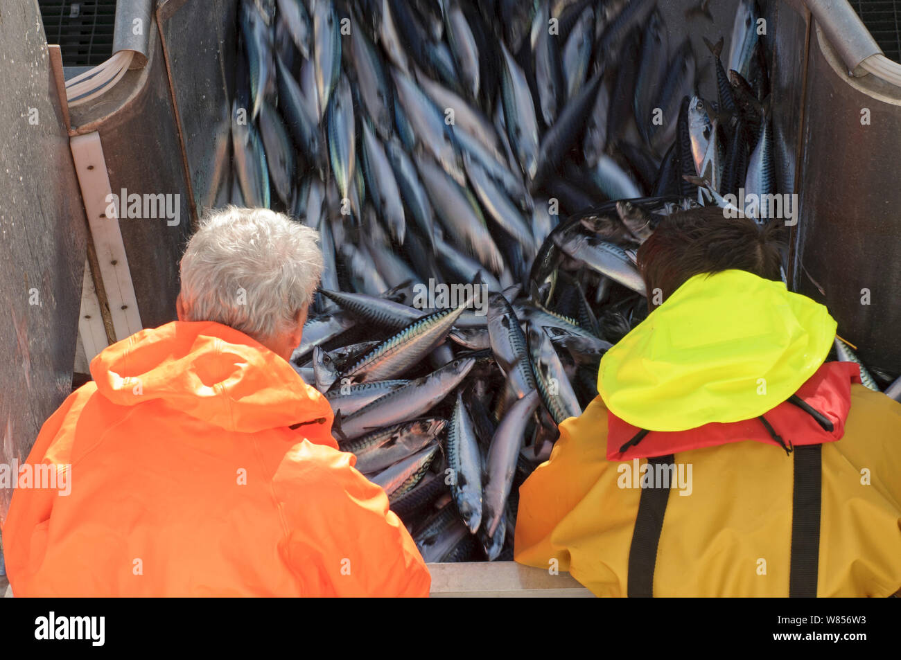 Atlantic mackerel (Scomber scombrus) in fish separator on board ...