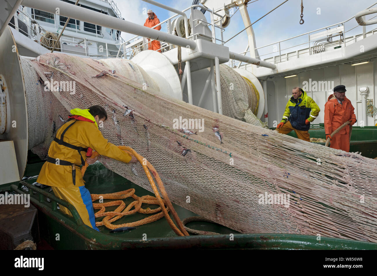 Crew hauling in net with catch of Atlantic mackerel (Scomber scombrus ...