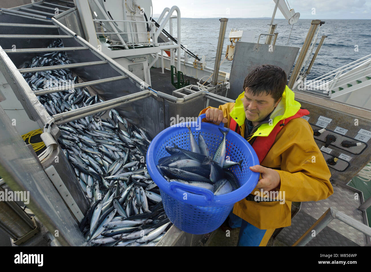 Atlantic mackerel (Scomber scombrus) in fish separator on board ...