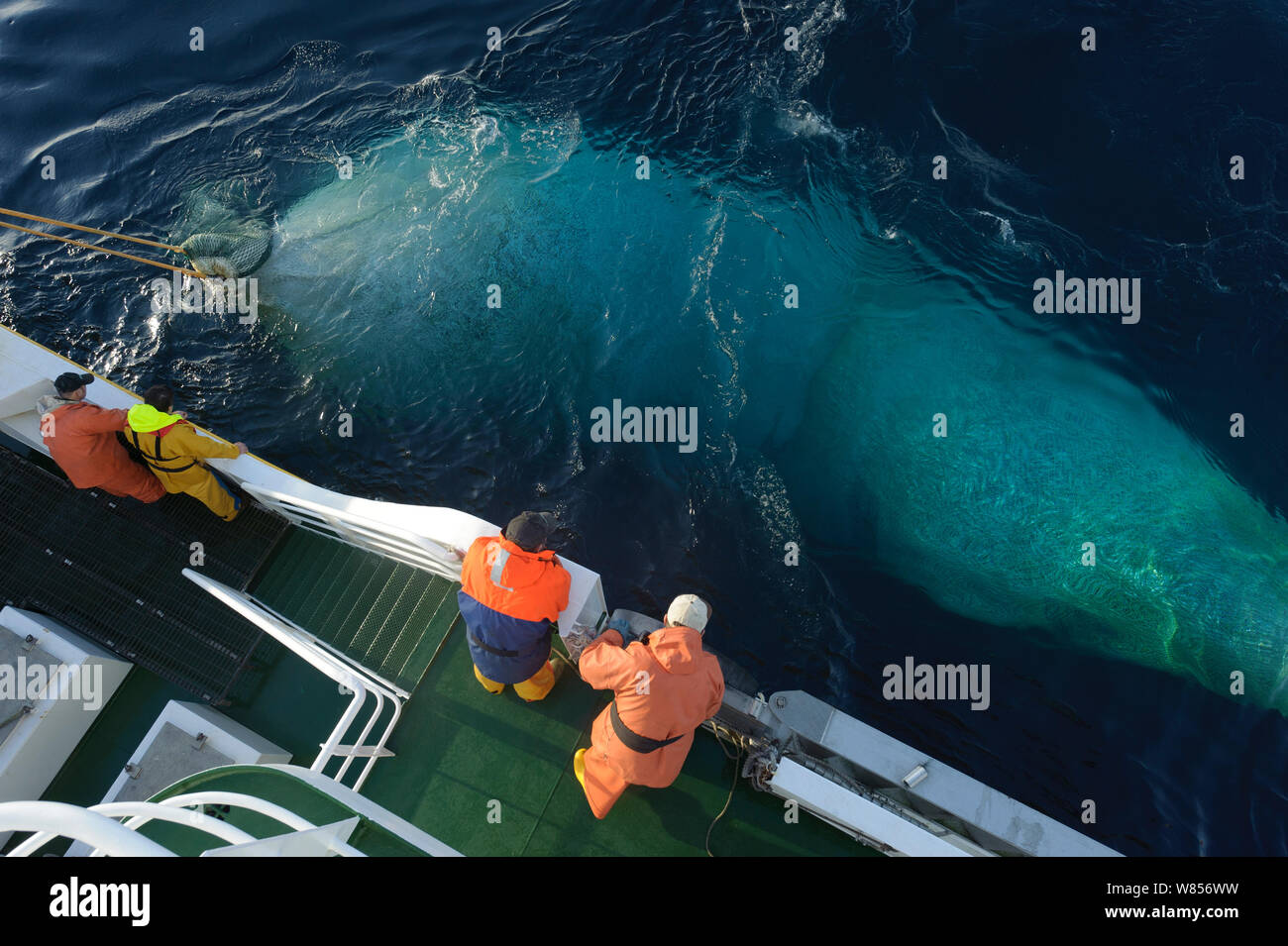 Net full of Atlantic mackerel (Scomber scombrus) being hauled in ...