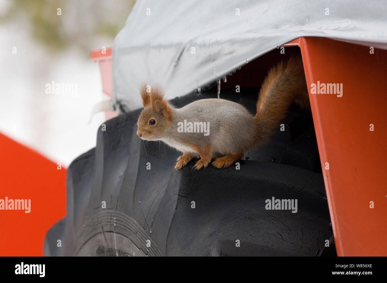 Red squirrel (Sciurus vulgaris) on wheel of snow plough, Oulu, Finland ...