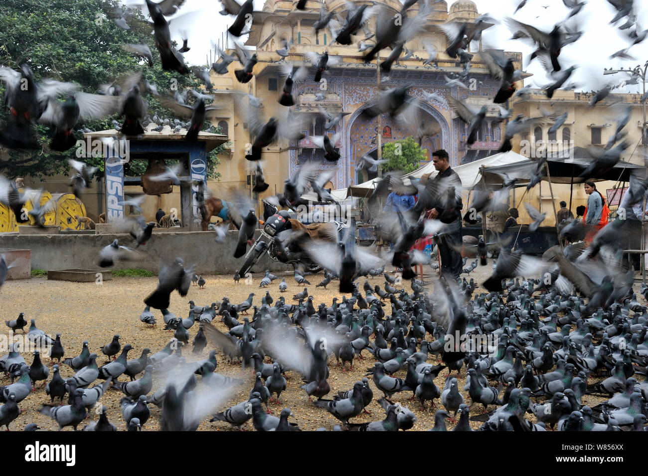 Religious feeding of pigeons (Columba livia) by Hindus, Jodphur, India ...