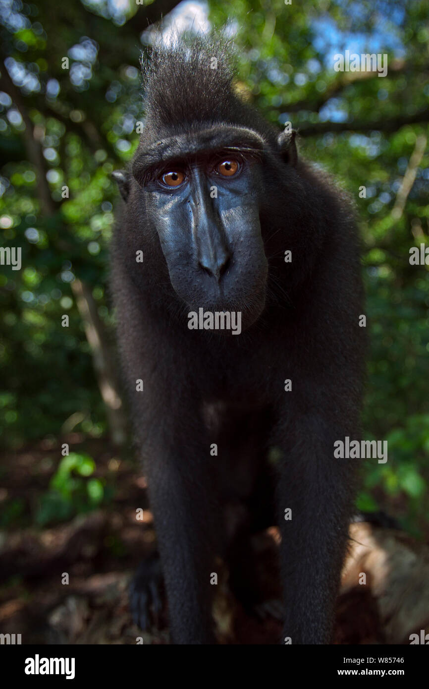Celebes / Black crested macaque (Macaca nigra) sub-adult male standing ...