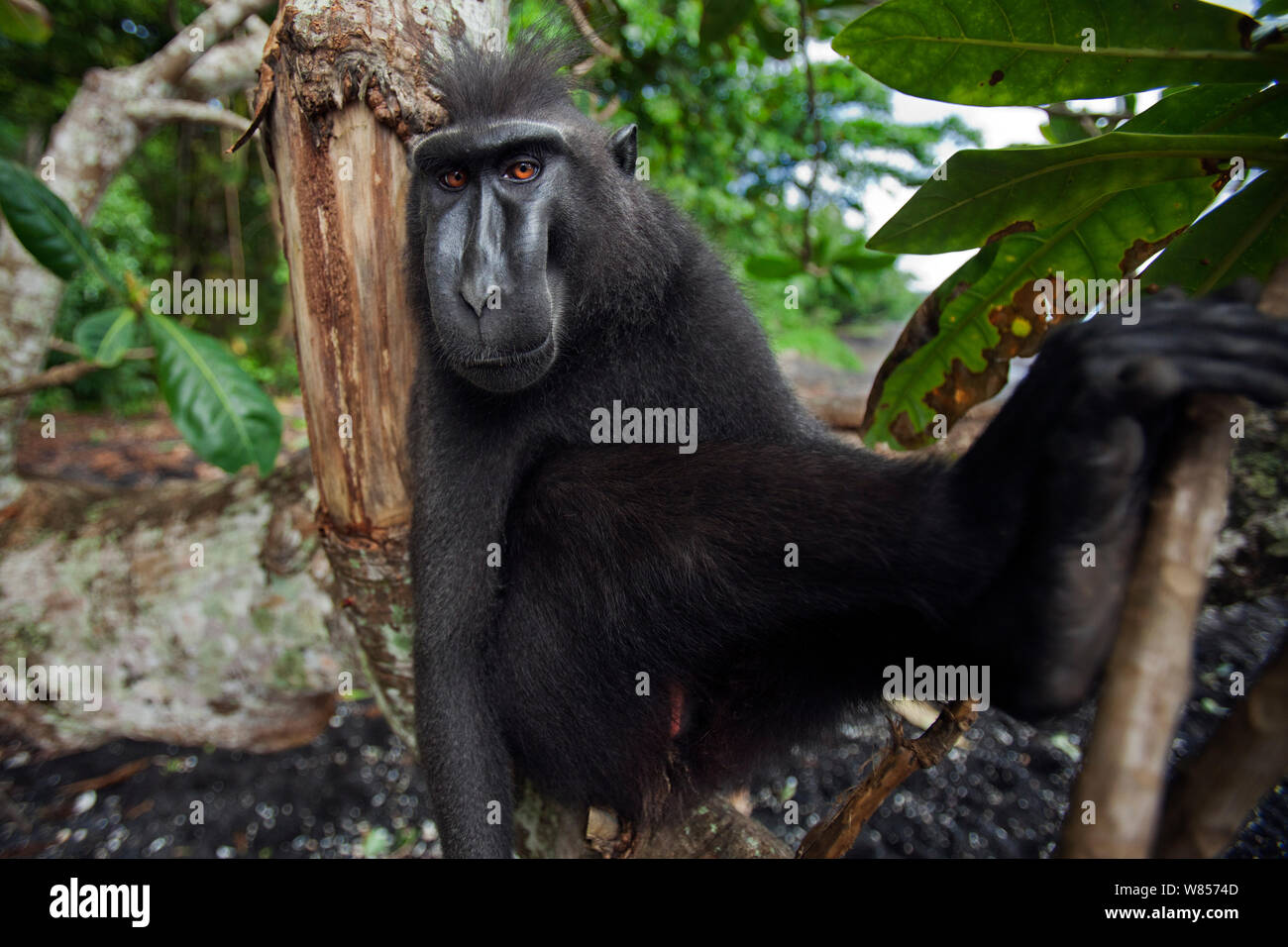 Celebes / Black crested macaque (Macaca nigra) sub-adult male sitting ...