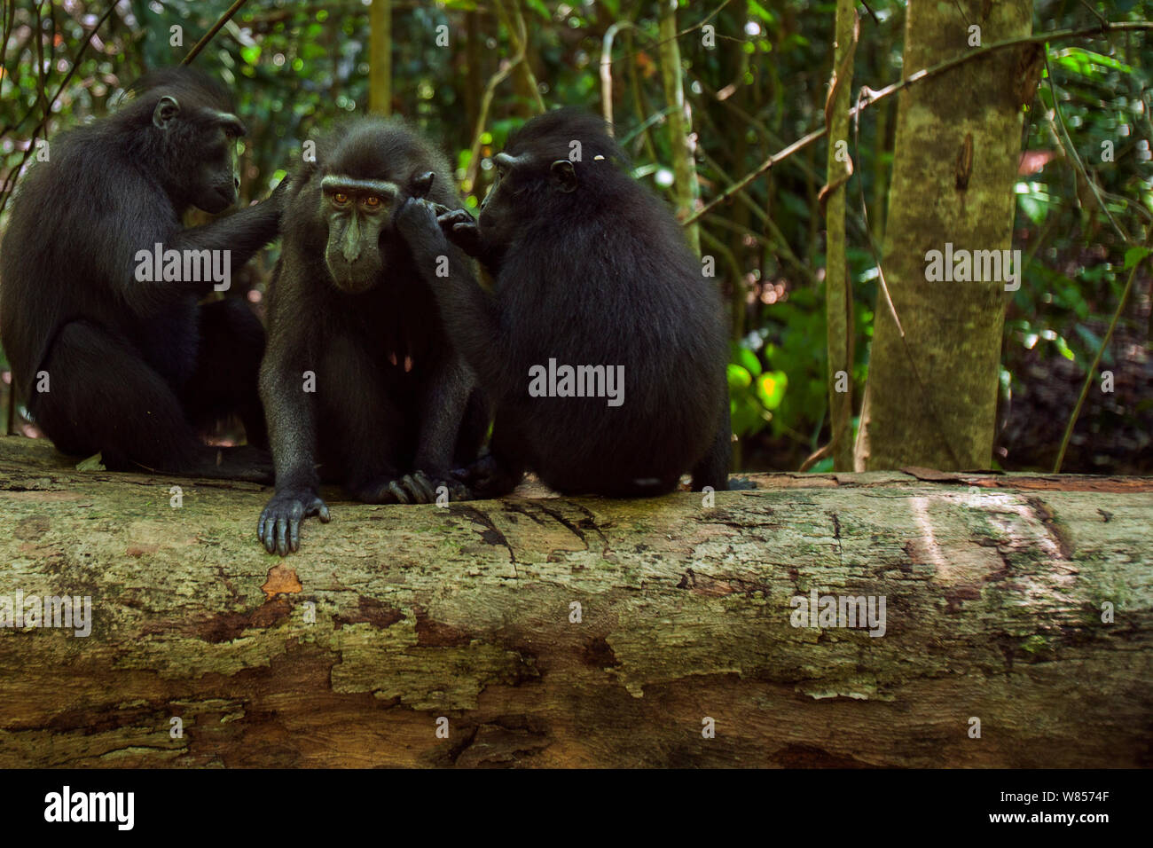 Celebes / Black crested macaque (Macaca nigra) group grooming on a ...