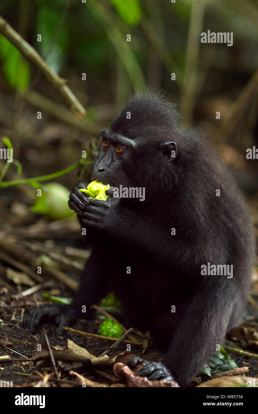 Celebes / Black crested macaque (Macaca nigra) juvenile feeding on ...