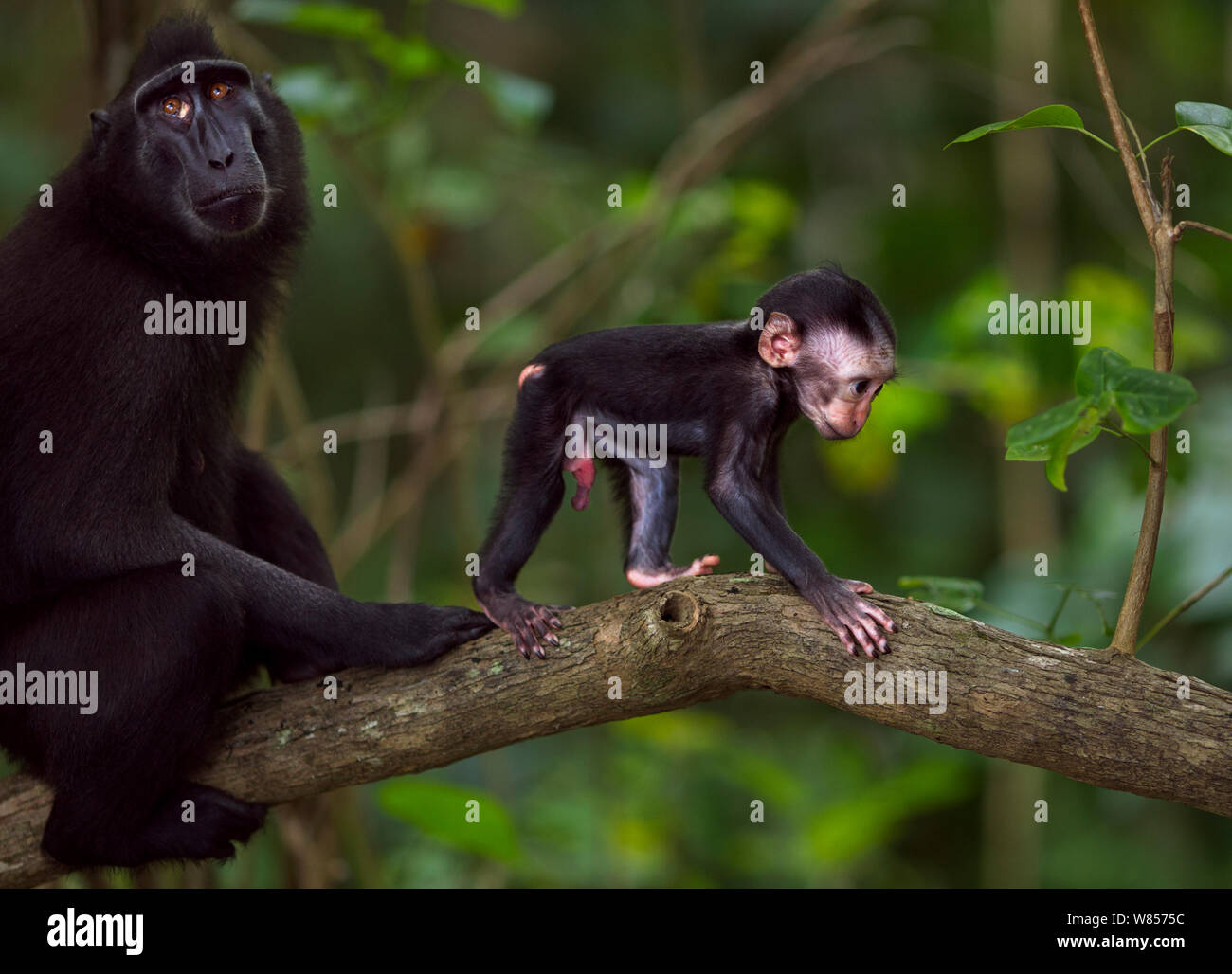 Celebes / Black crested macaque (Macaca nigra) female sitting in a tree ...