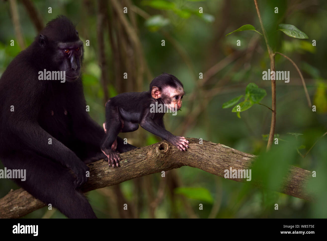 Crested Black Macaque Mating