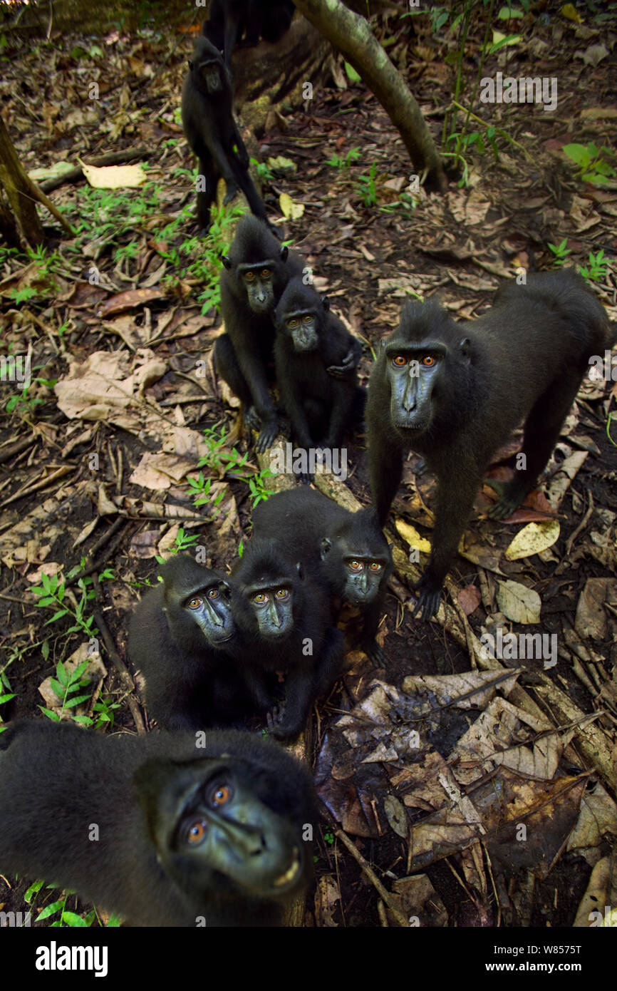 Celebes / Black crested macaque (Macaca nigra) group watching with ...
