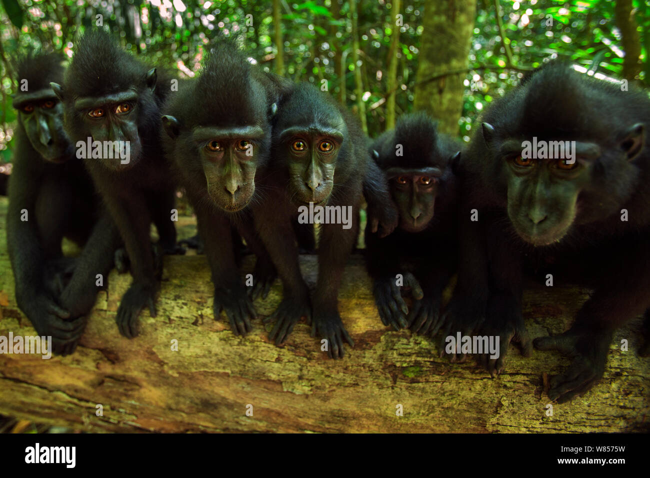 Celebes / Black crested macaque (Macaca nigra) group watching with ...