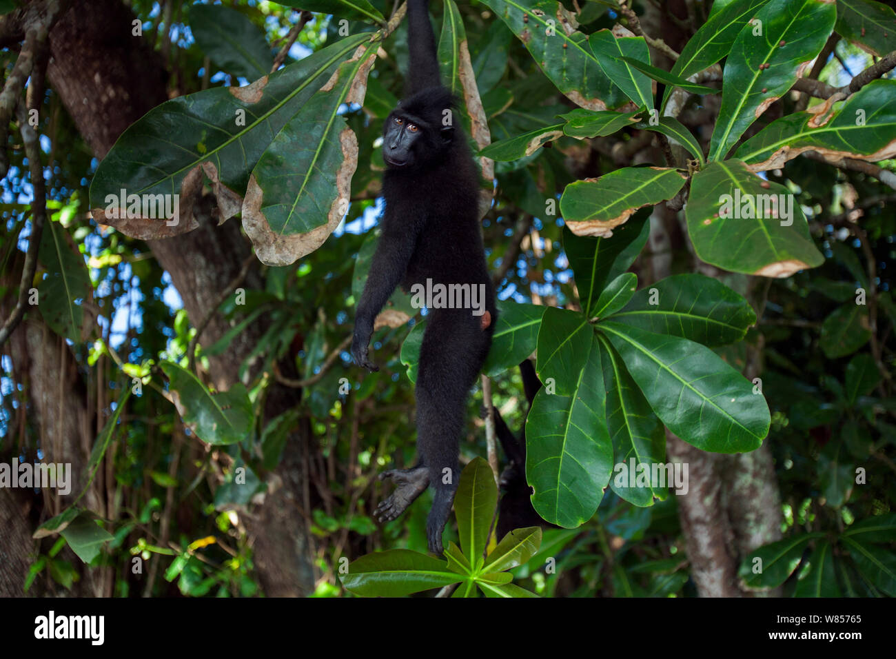 Celebes / Black crested macaque (Macaca nigra) juvenile hanging from a ...