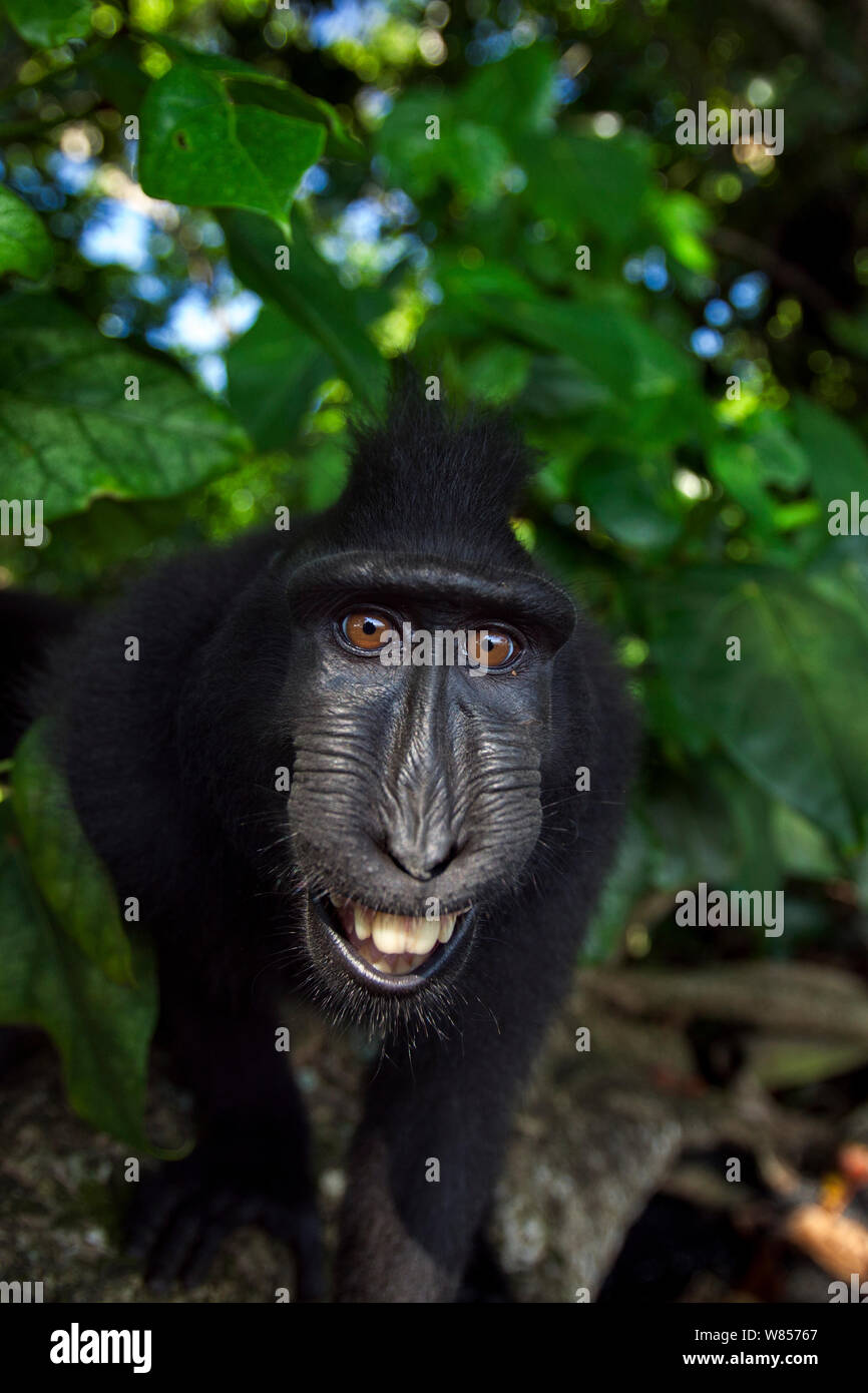 Macaque celebes smiling hi-res stock photography and images - Alamy
