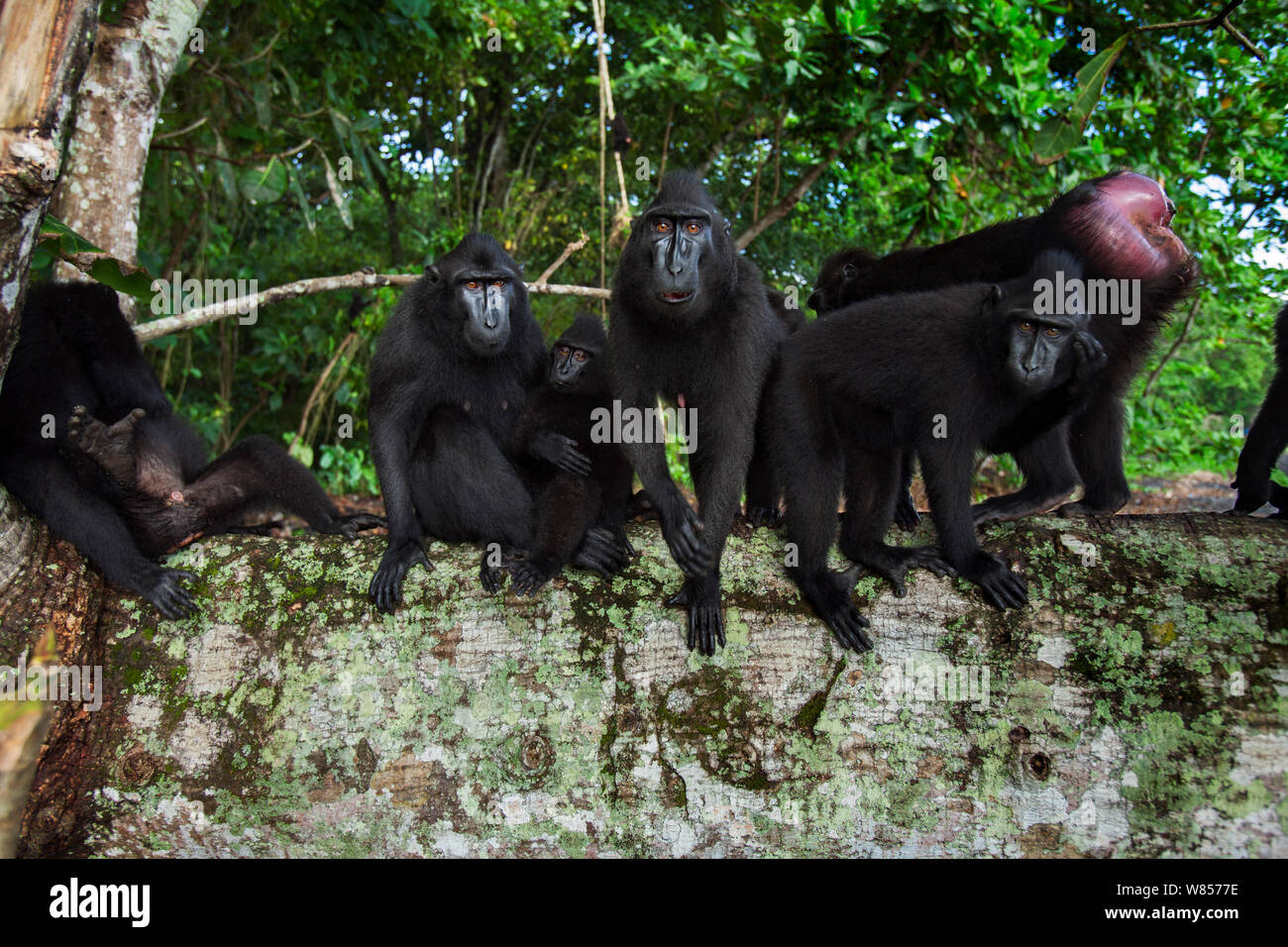 Celebes / Black crested macaque (Macaca nigra) group resting and ...