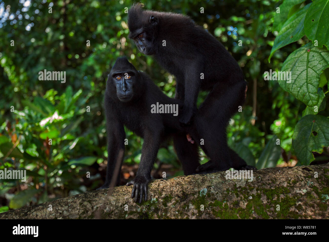 Monkeys mating hi-res stock photography and images - Alamy