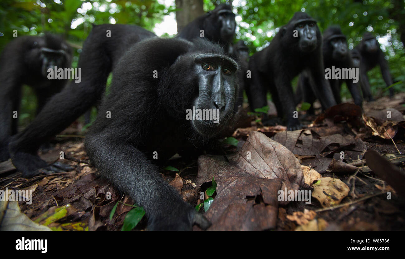 Crested macaque group hi-res stock photography and images - Alamy