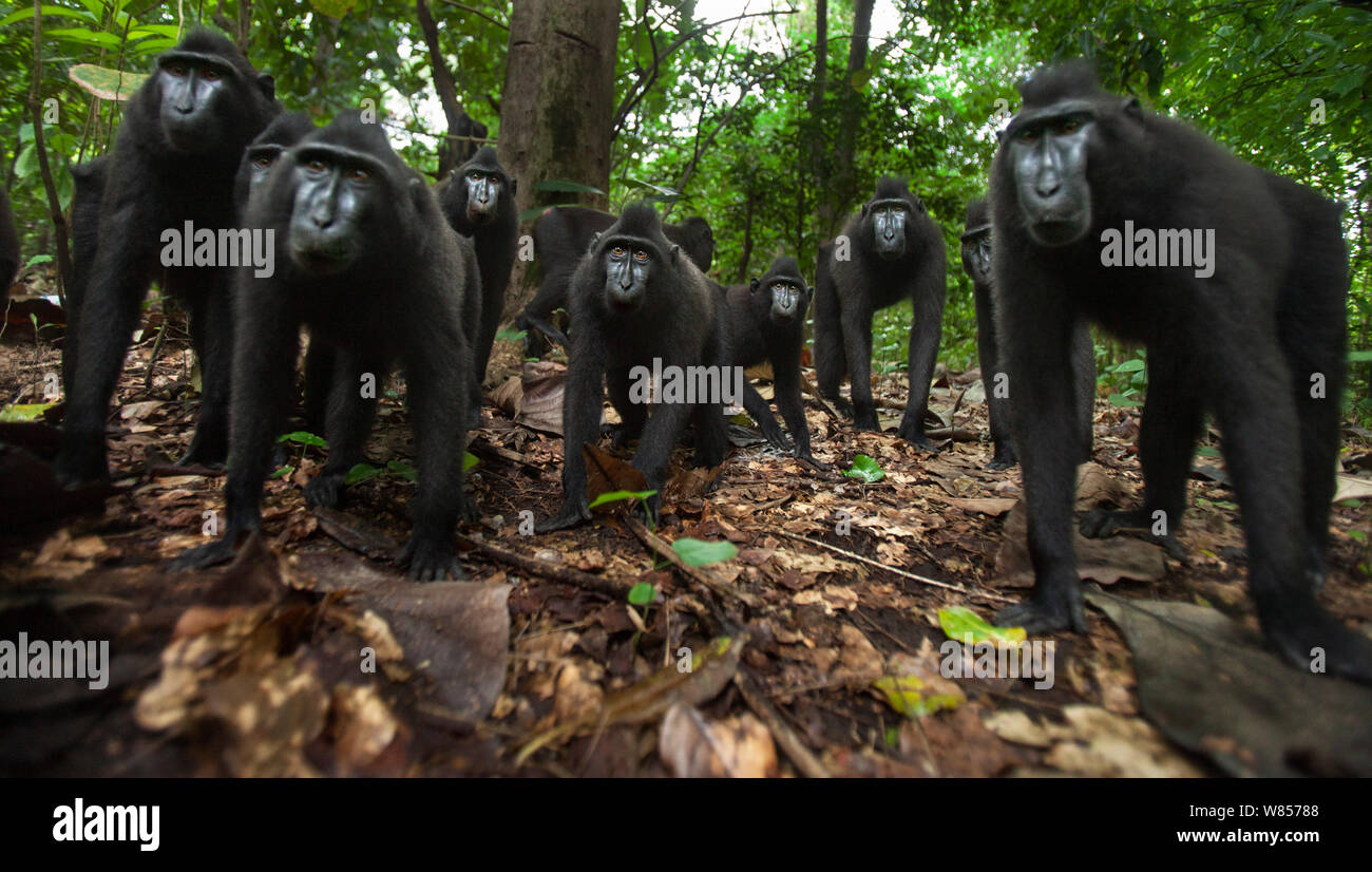 Critically endangered macaque hi-res stock photography and images - Alamy