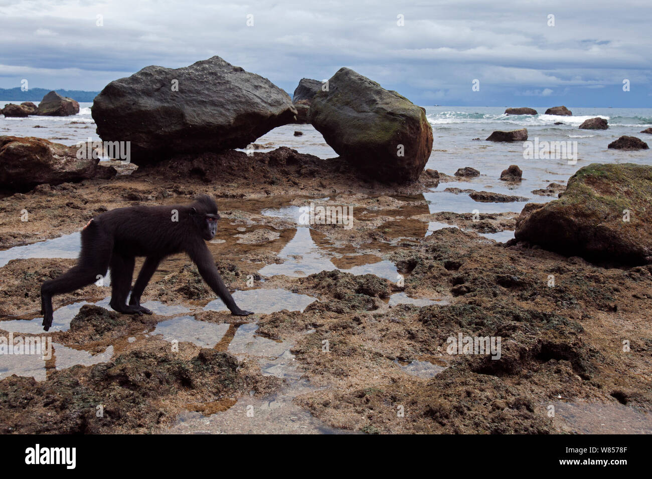 Crested macaque walking hi-res stock photography and images - Alamy
