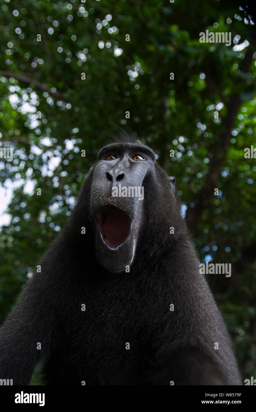 Celebes / Black crested macaque (Macaca nigra) mature male yawning head ...