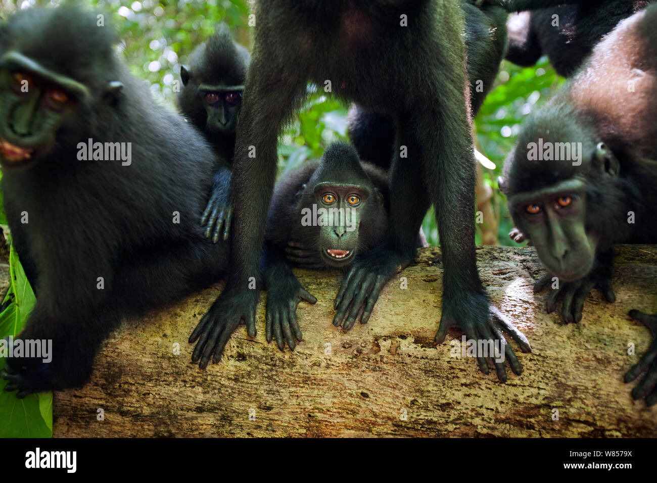 Celebes / Black crested macaque (Macaca nigra) group watching with ...