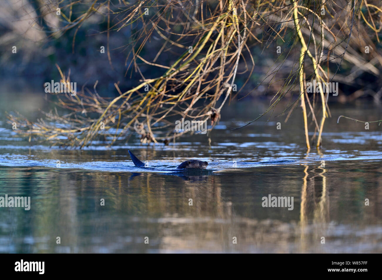 Swimming rivers hi-res stock photography and images - Alamy