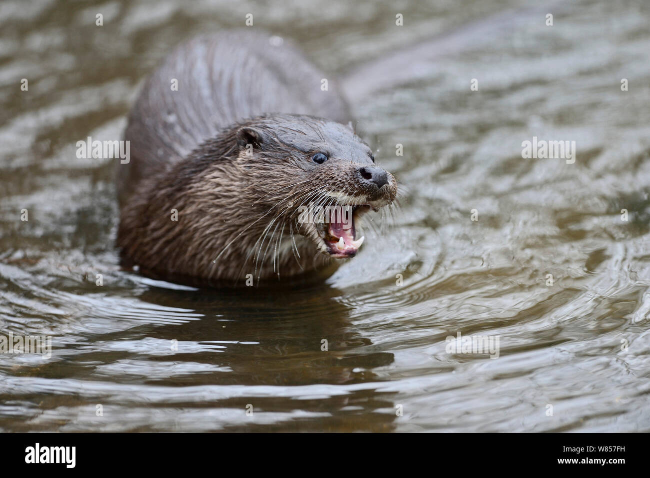 European River Otter (Lutra lutra) in water, calling. River Thet ...
