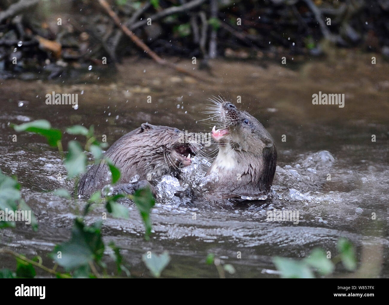 Playing otters hi-res stock photography and images - Alamy