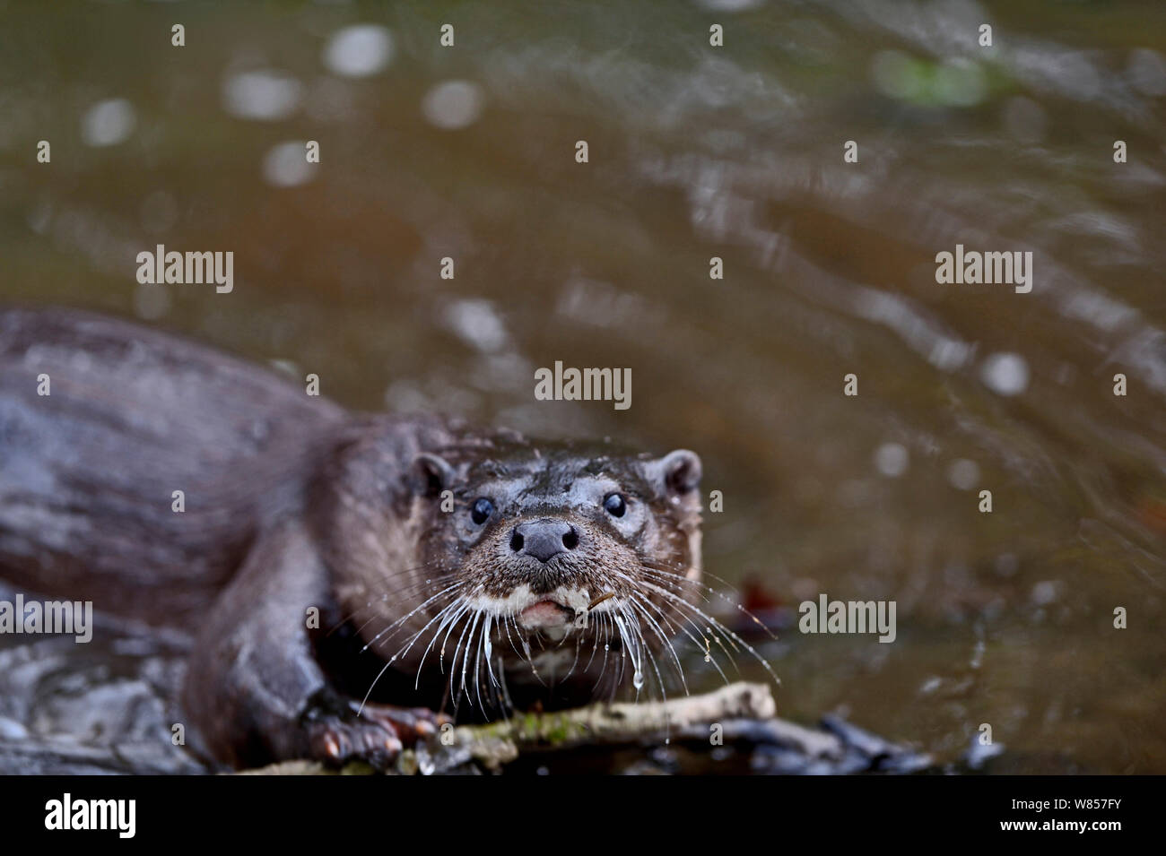 European River Otter (Lutra lutra) portrait. River Thet, Norfolk, UK ...