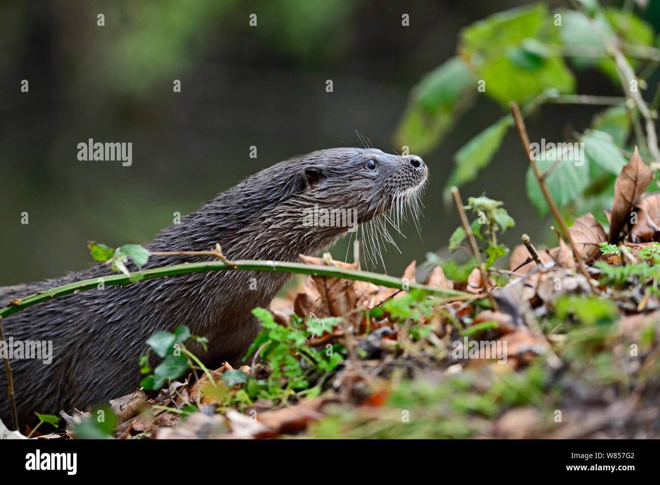 European River Otter (Lutra lutra) in profile. River Thet, Norfolk, UK ...
