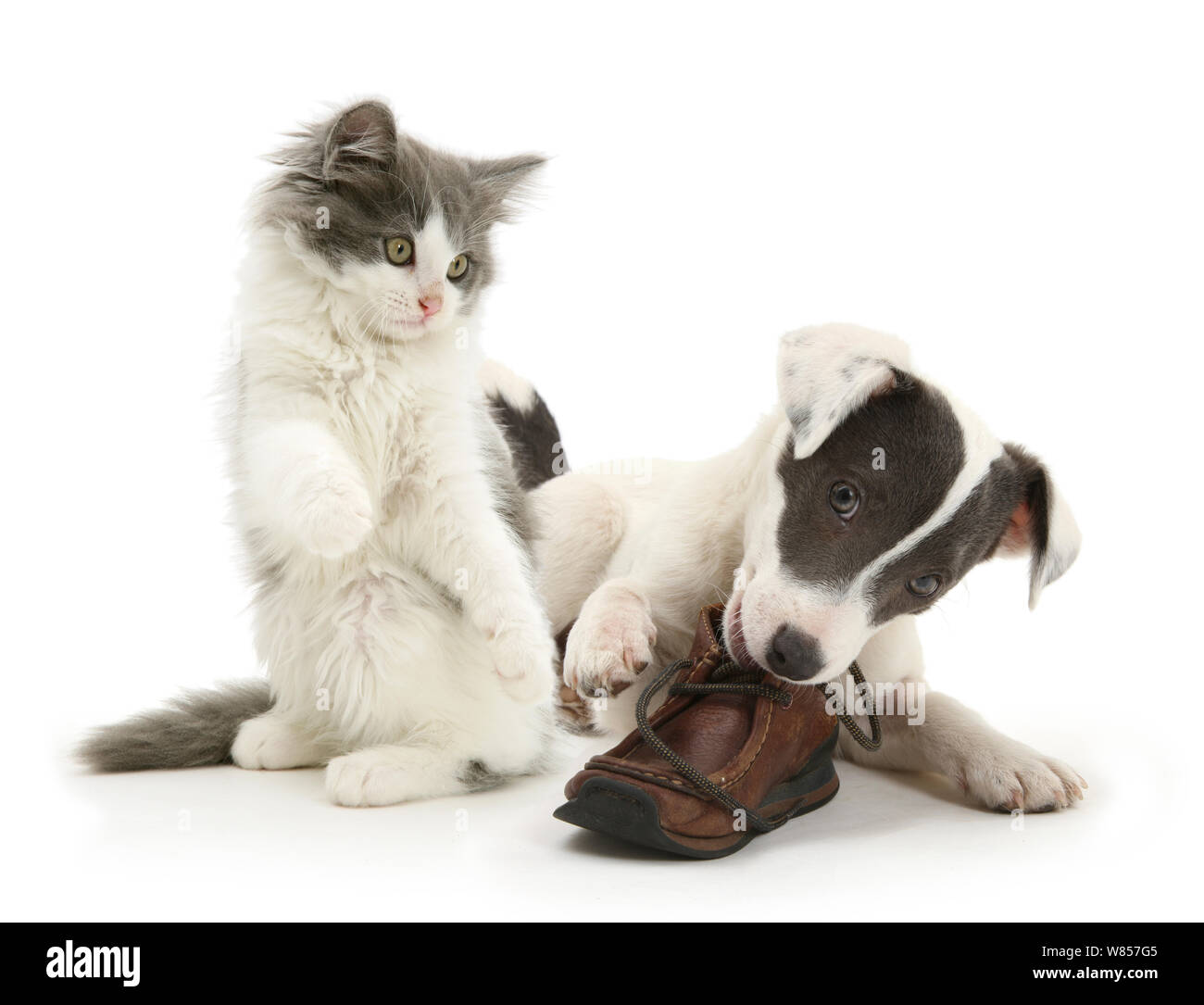 Blue-and-white Jack Russell Terrier pup, Scamp, chewing a child's shoe ...