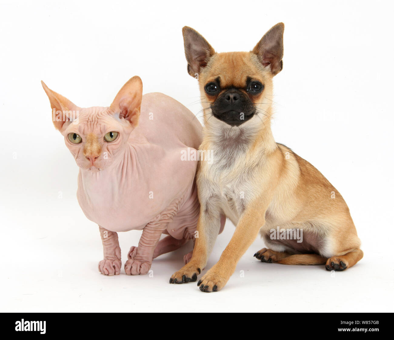 Chug (Pug cross Chihuahua) bitch and Sphinx hairless cat Stock Photo ...